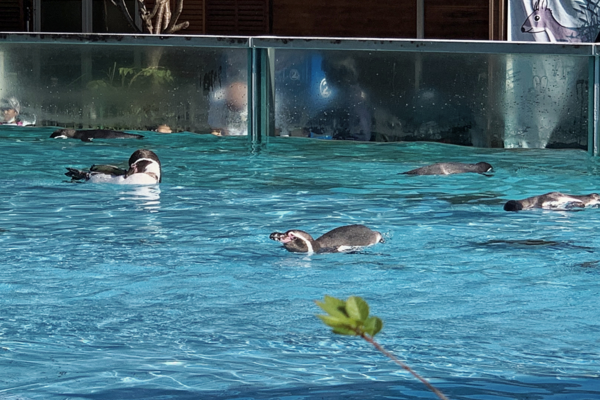 Penguin’s Day - aoki-net